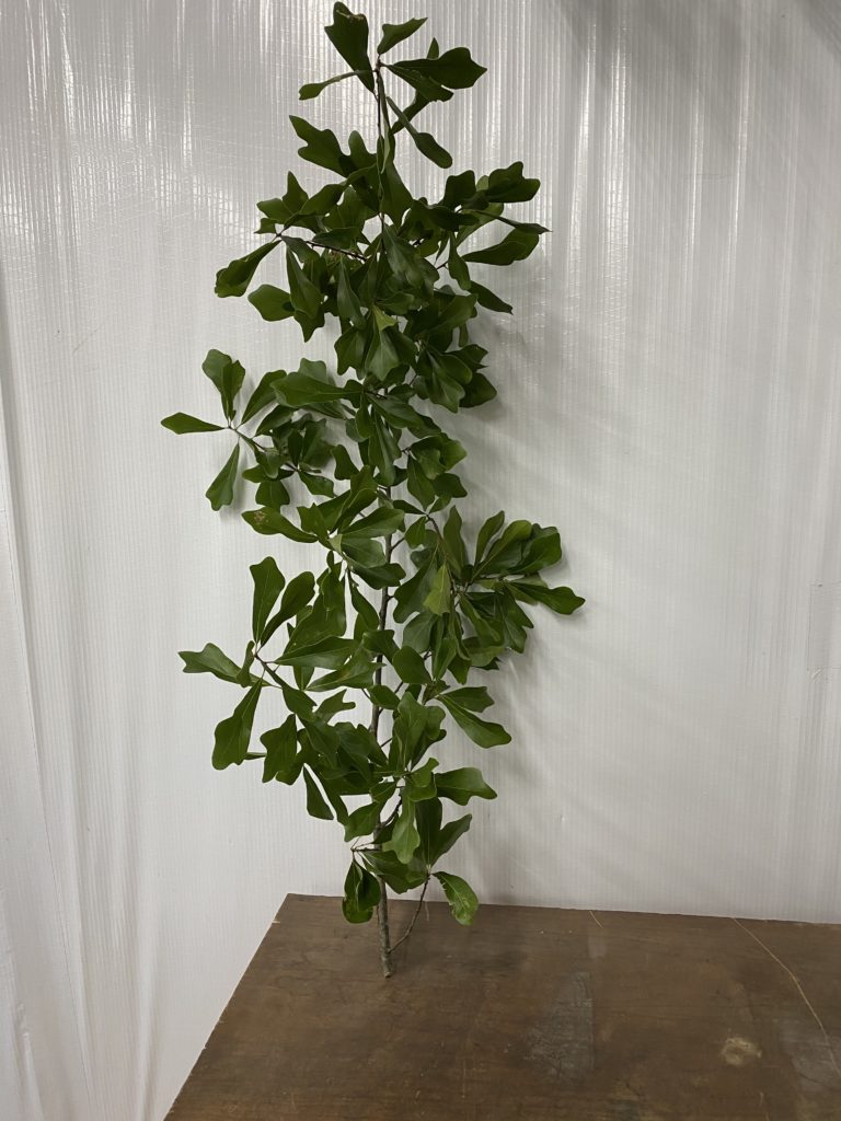 Oleander Water Oak | SouthernSmilax.com