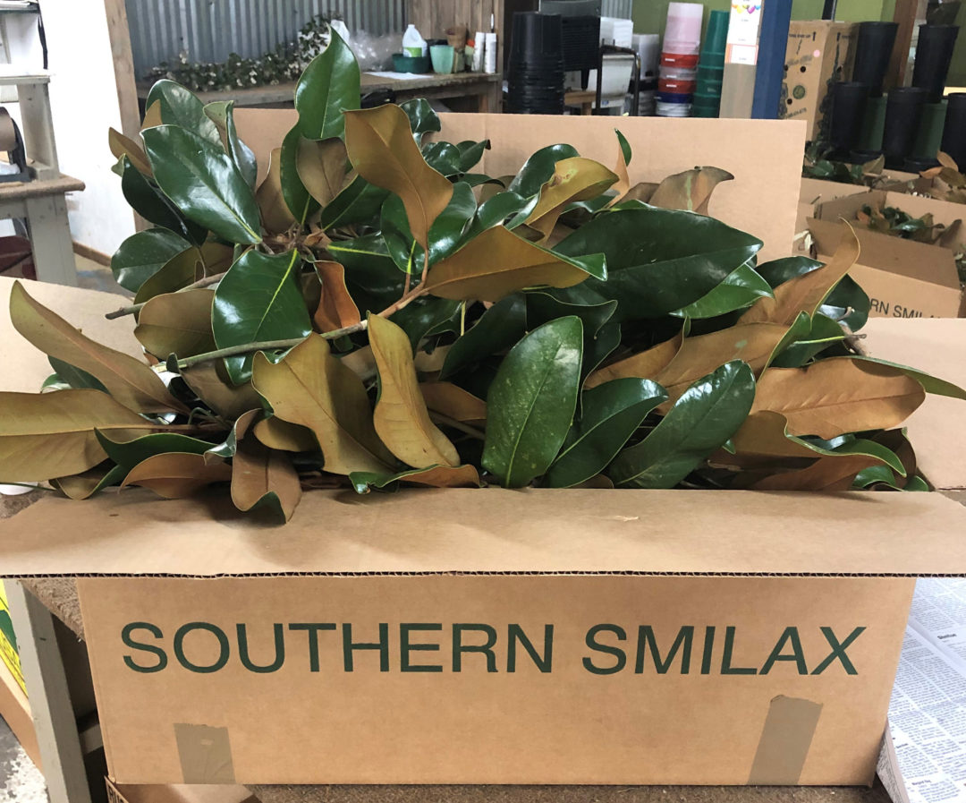 Magnolia Foliage | SouthernSmilax.com